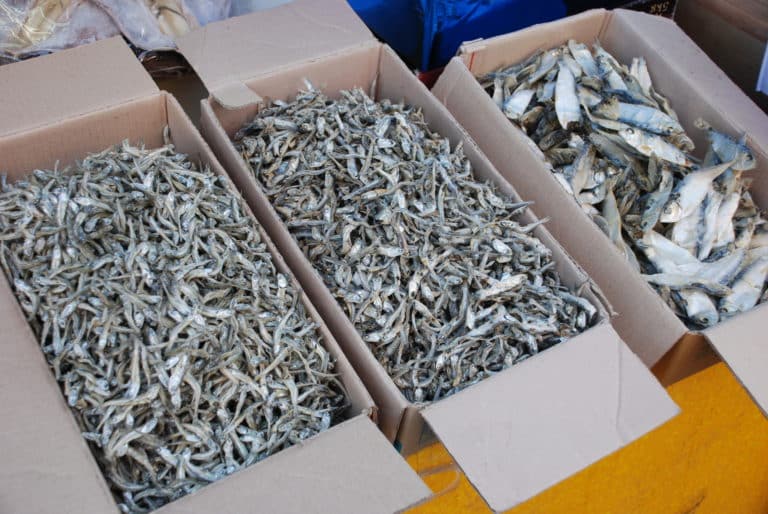 Photos of Mokpo Fish Market