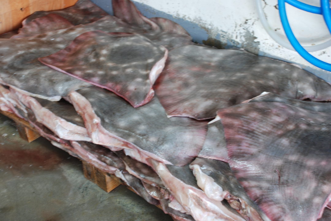 Photos of Mokpo Fish Market
