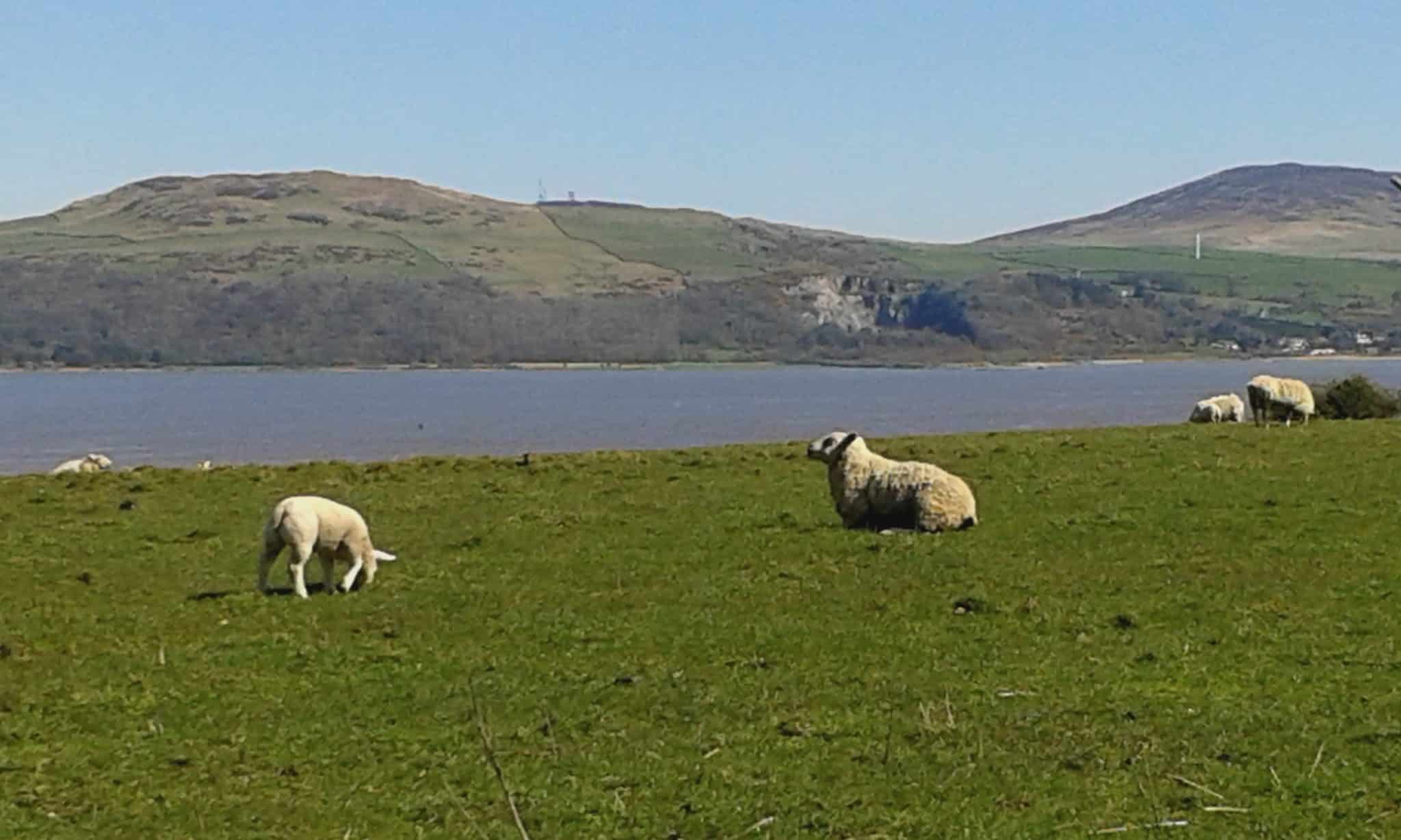 Not Just an Open Book - My Week in Scotland's National Book Town ...