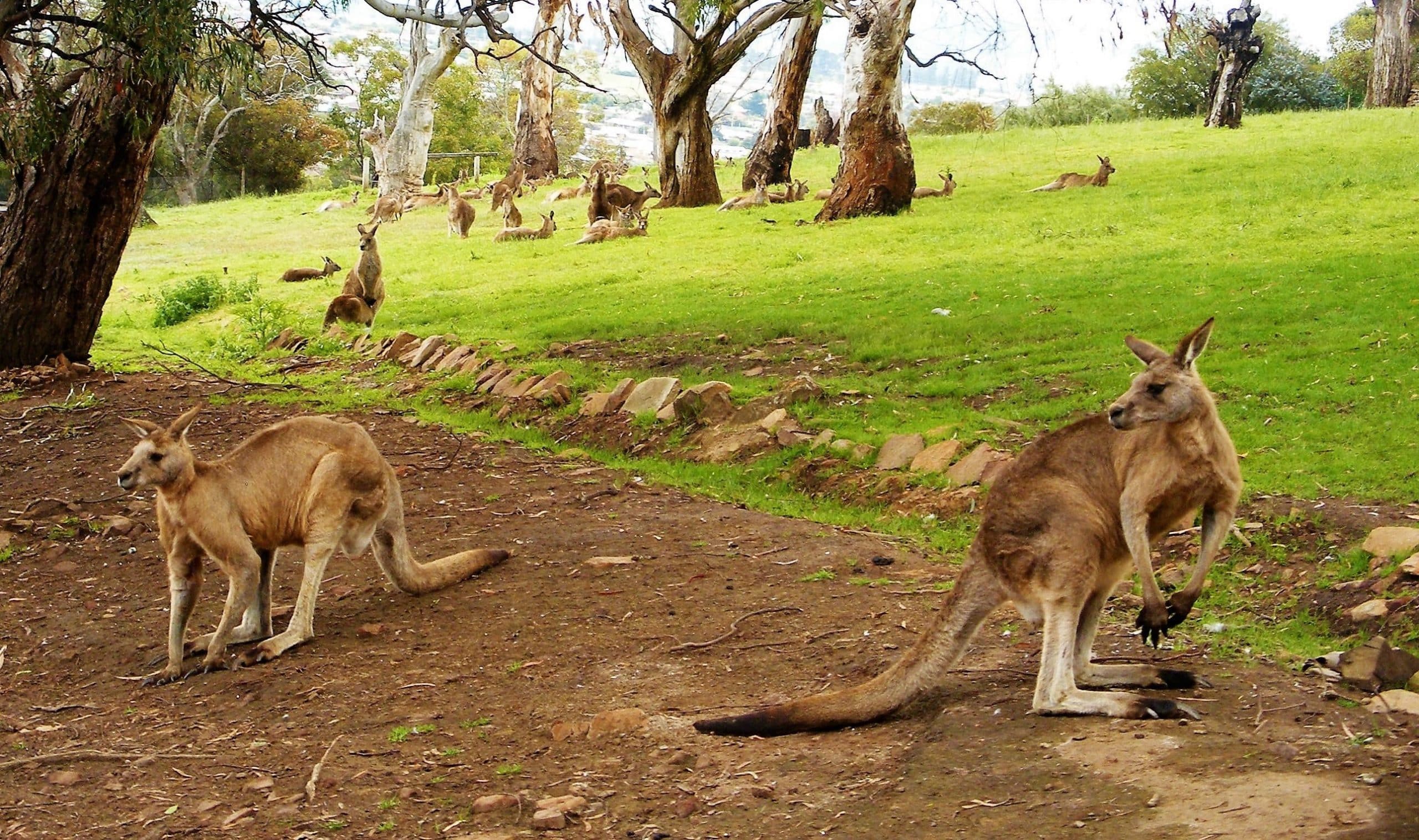 Top 14 Things to do in Hobart, Tasmania - GoMad Nomad Travel Mag
