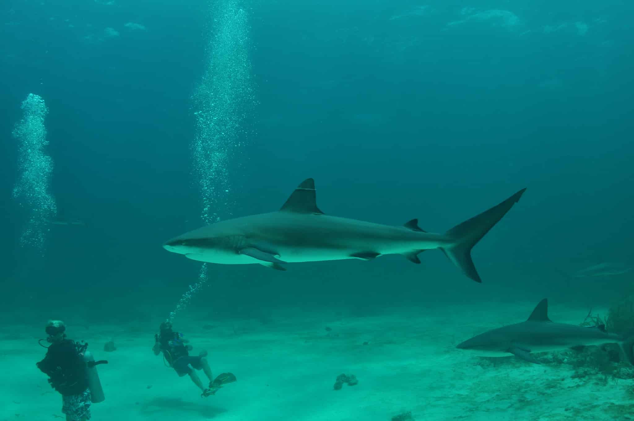 The Three Best Places to Dive Ethically with Sharks - GoMad Nomad ...