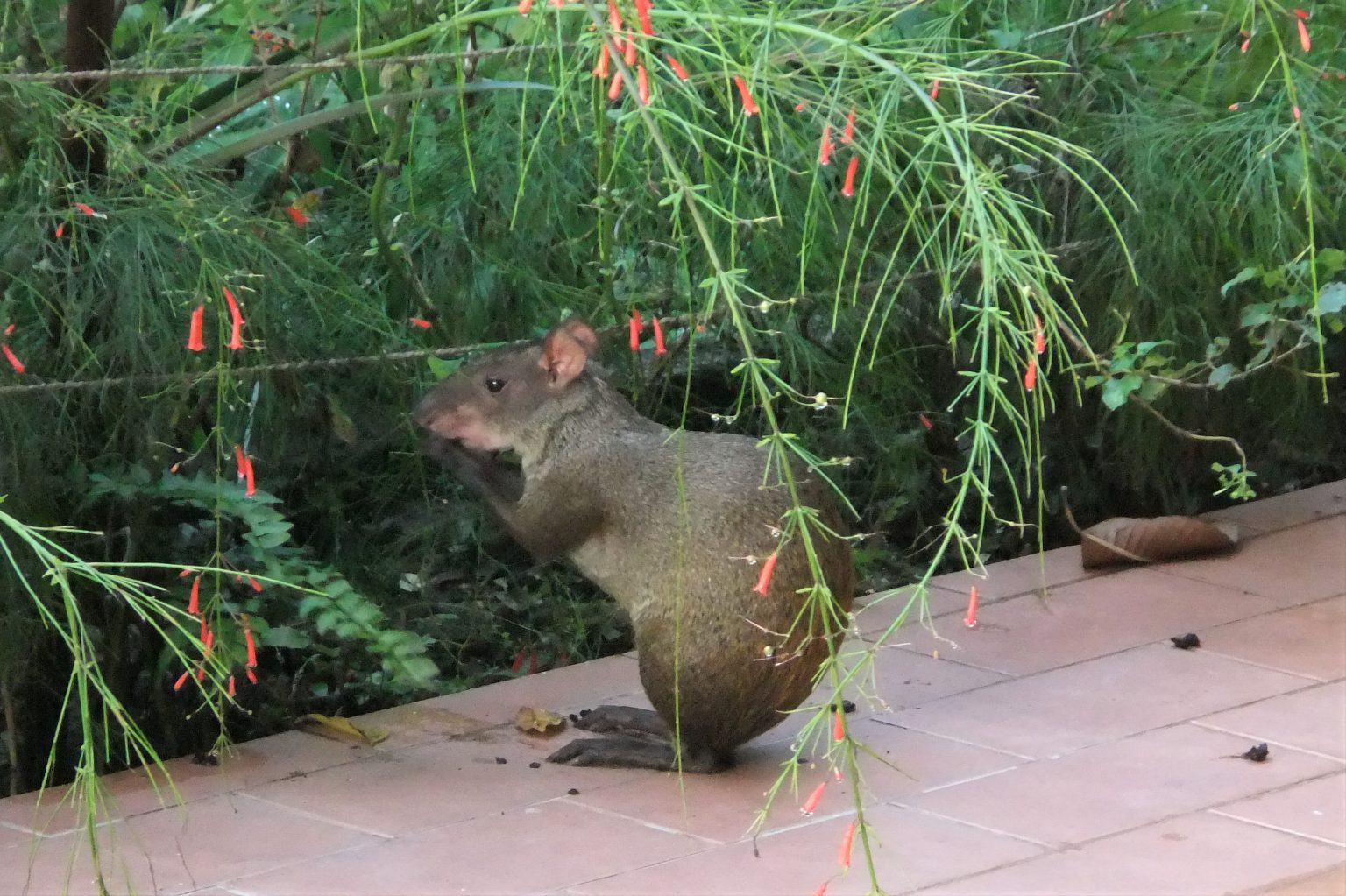 How to Spot Wildlife in Gamboa, Panama - GoMad Nomad Travel Mag