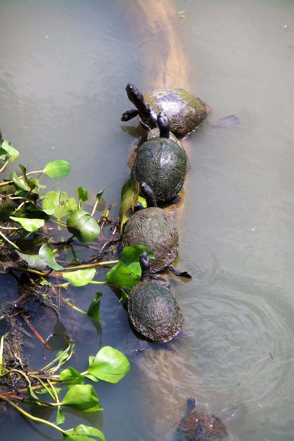 How to Spot Wildlife in Gamboa, Panama - GoMad Nomad Travel Mag